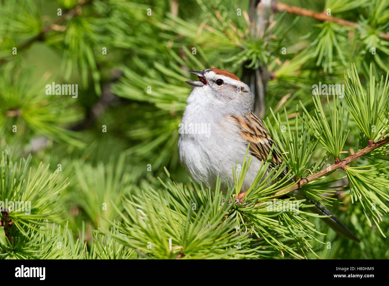 Chipping Sparrow (Spizella passerina) calling, Troy, Montana Stock ...