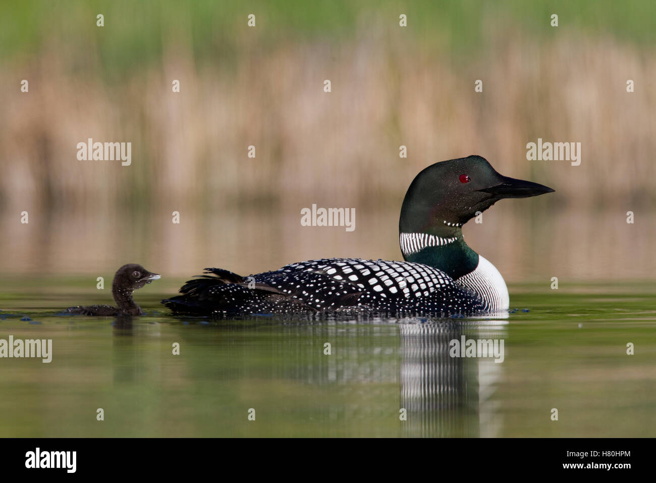 Common Loon (Gavia immer) swimming with chick, Troy, Montana Stock ...