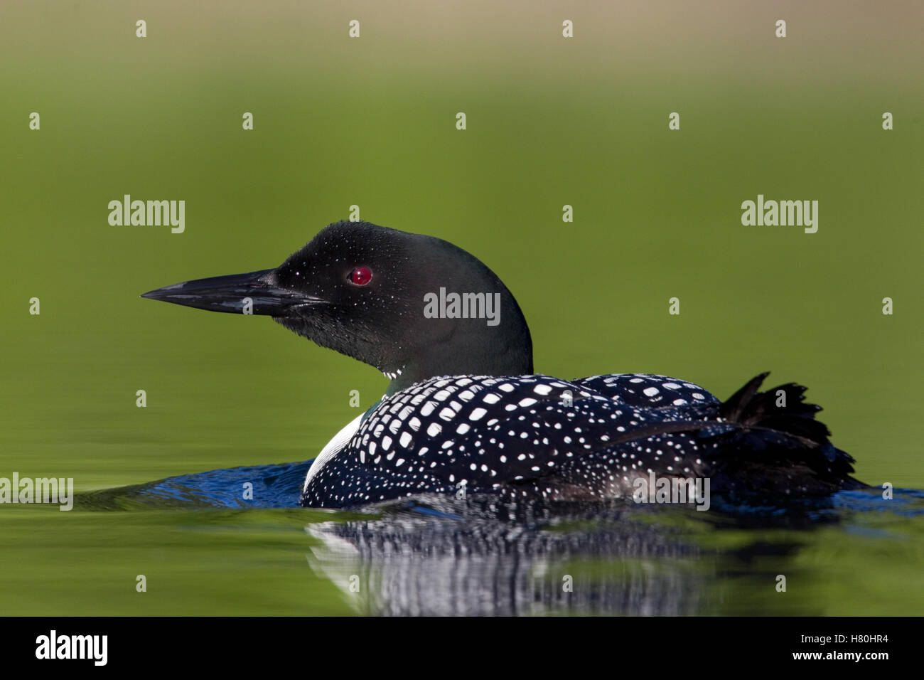 Common Loon (Gavia immer) swimming, Troy, Montana Stock Photo - Alamy