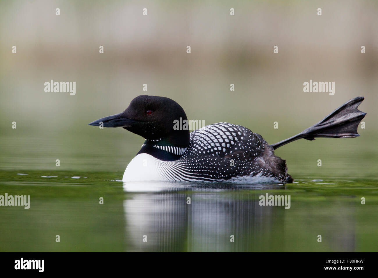 Common Loon (Gavia immer) stretching leg, Troy, Montana Stock Photo - Alamy