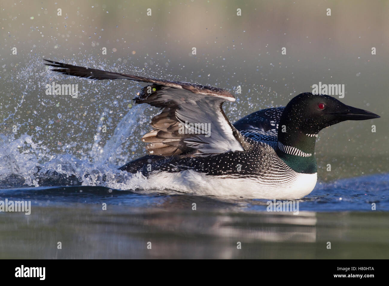Common Loon (Gavia immer) taking flight, Troy, Montana Stock Photo - Alamy