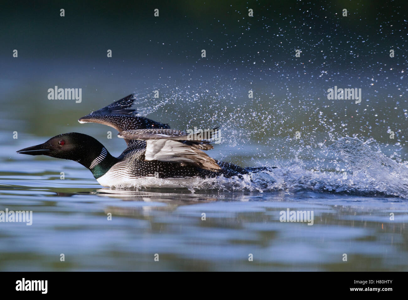 Common Loon (Gavia immer) taking flight, Troy, Montana Stock Photo - Alamy
