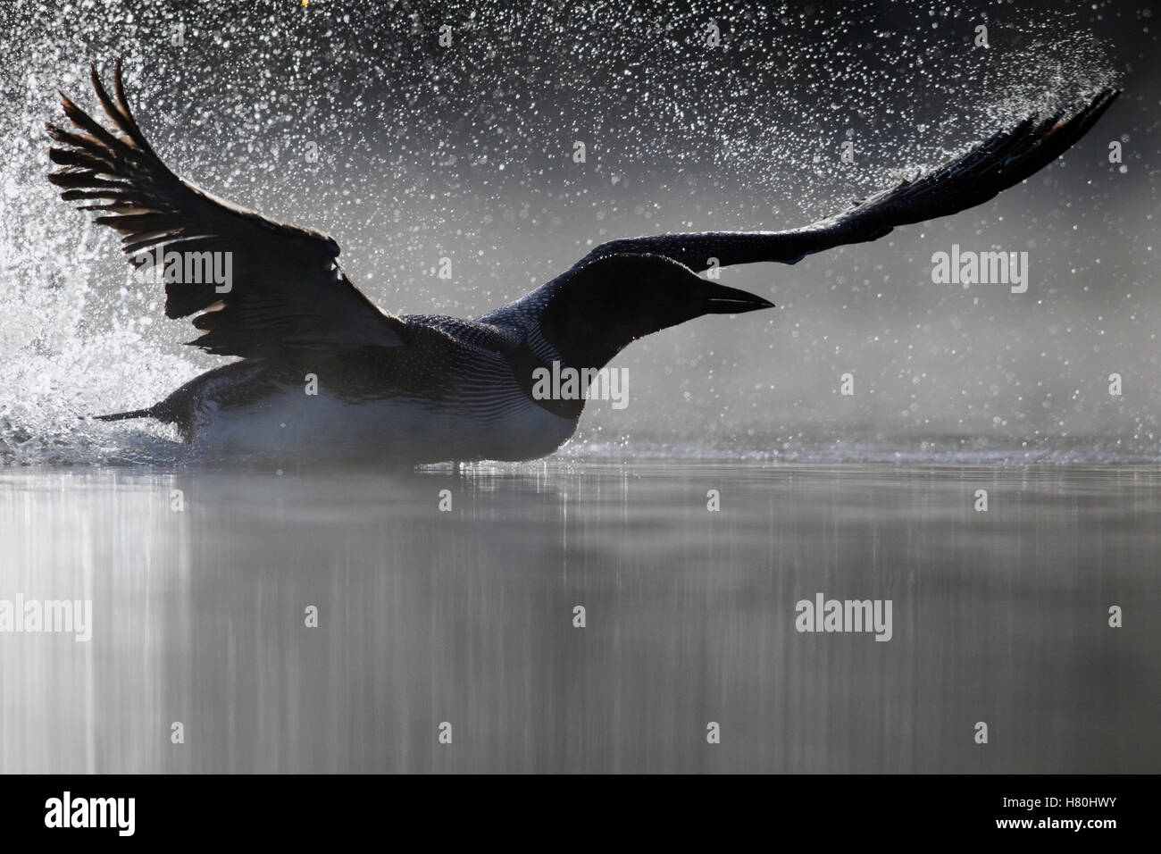 Common Loon (Gavia immer) taking flight, Troy, Montana Stock Photo - Alamy