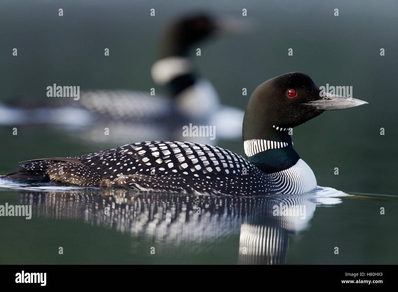 Common Loon Gavia Immer Pair In Breeding Plumage Troy Montana Stock