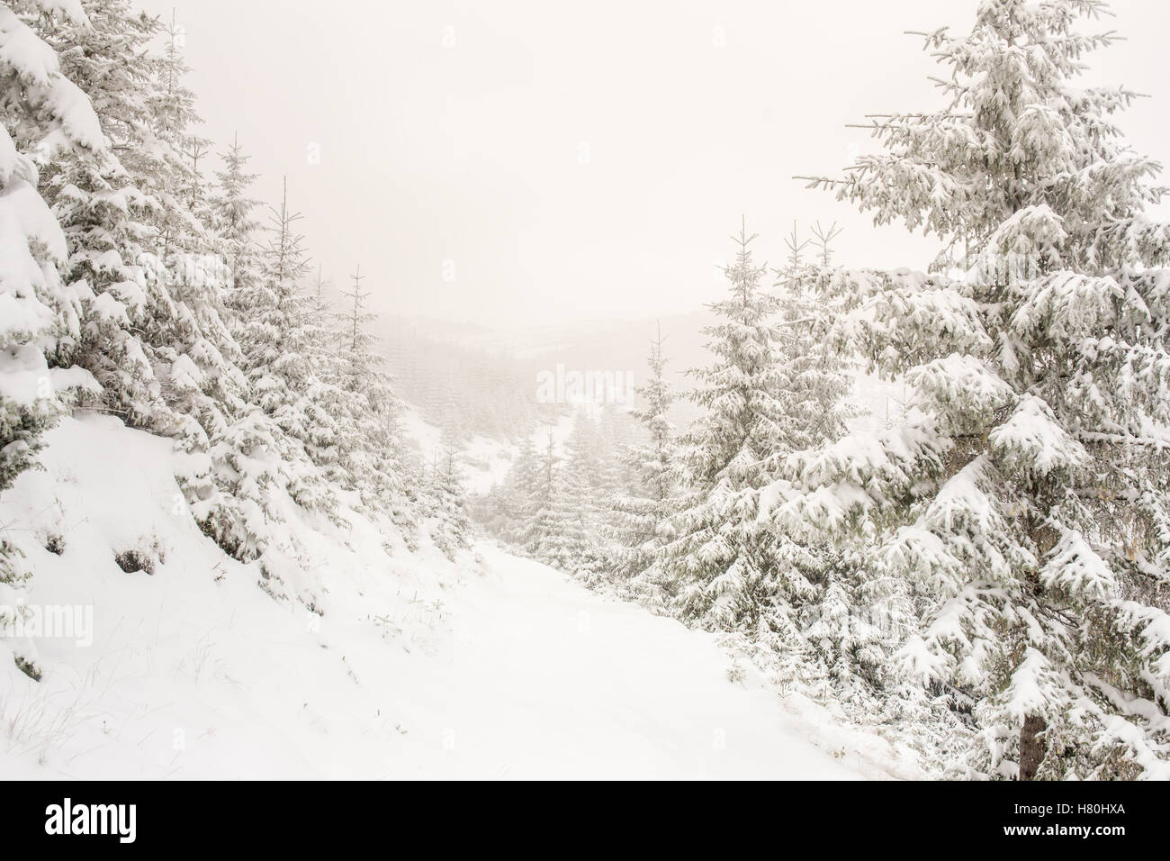 Beautiful winter landscape with snow covered trees Stock Photo - Alamy