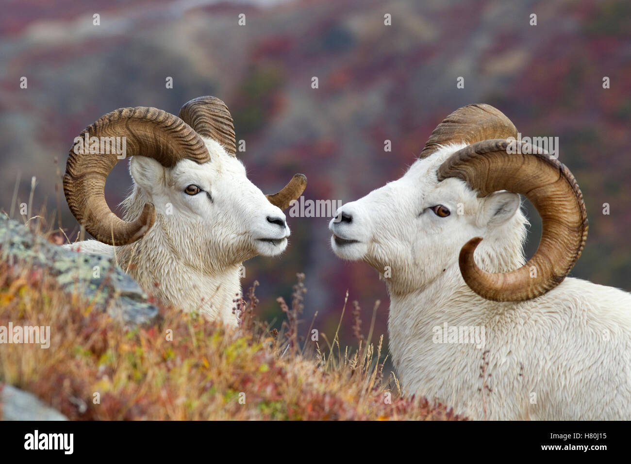 Dall's Sheep (Ovis dalli) rams, Denali National Park, Alaska Stock ...