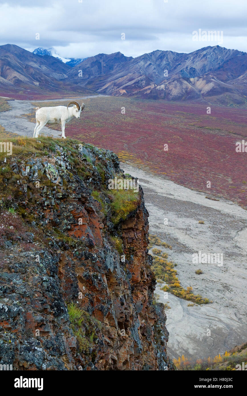 Dall's Sheep (Ovis dalli) ram on cliff, Denali National Park, Alaska ...