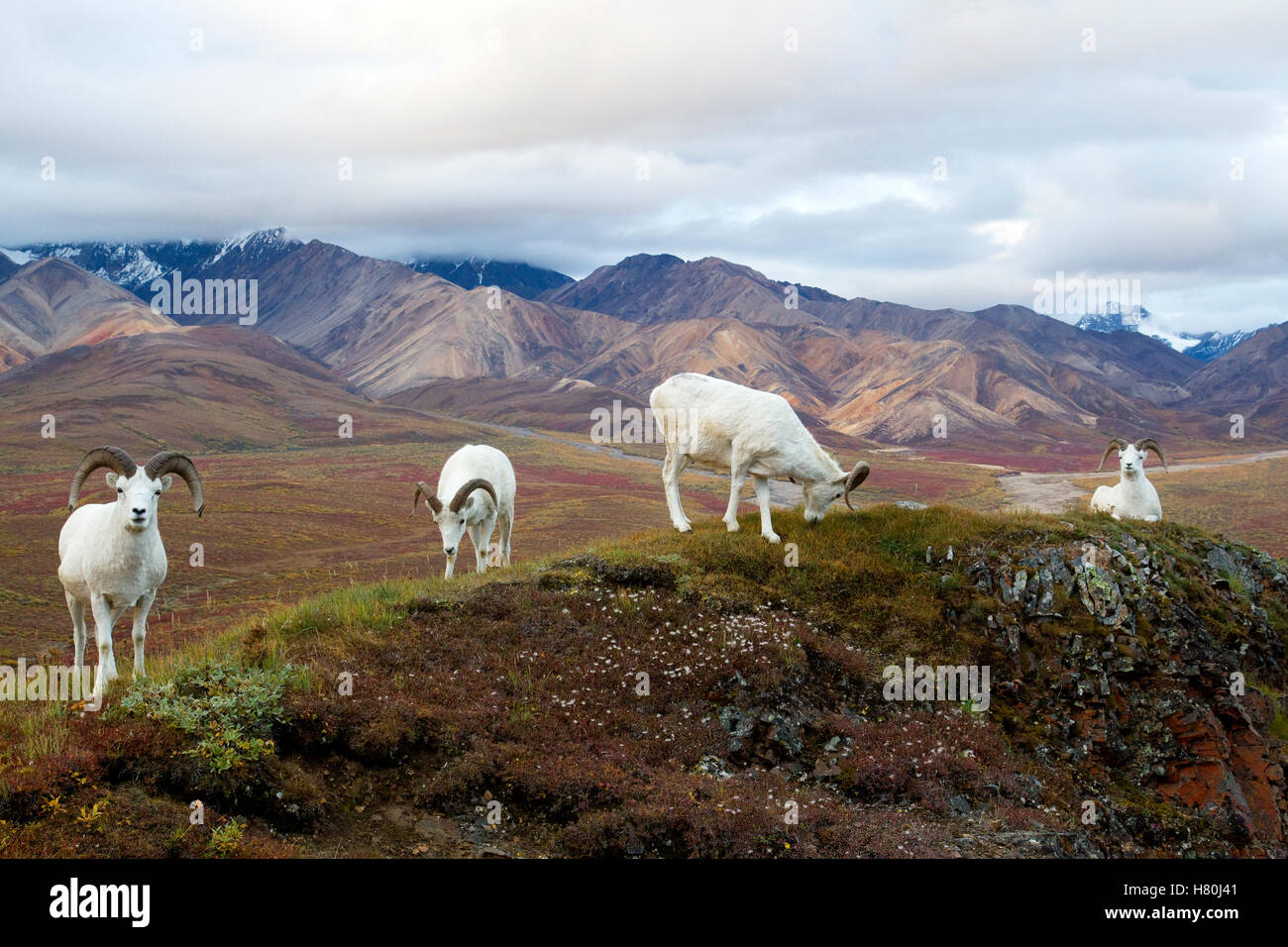 Dall's Sheep (Ovis dalli) rams, Denali National Park, Alaska Stock ...