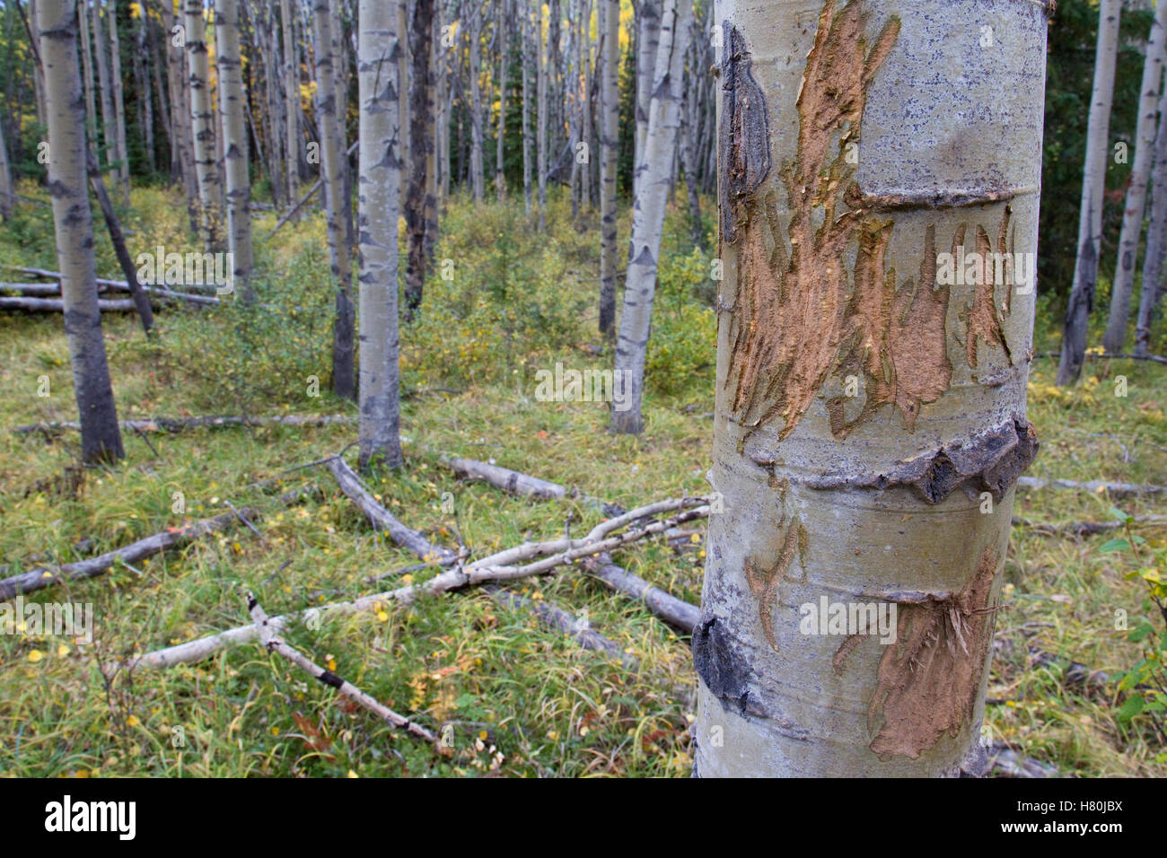 Elk (Cervus elaphus) antler scrape on Cottonwood (Populus sp) trunk ...