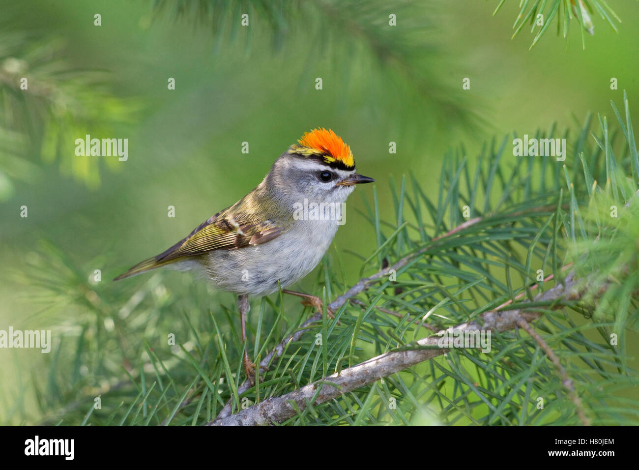 Golden-crowned Kinglet (Regulus satrapa) male, Bull River Valley ...