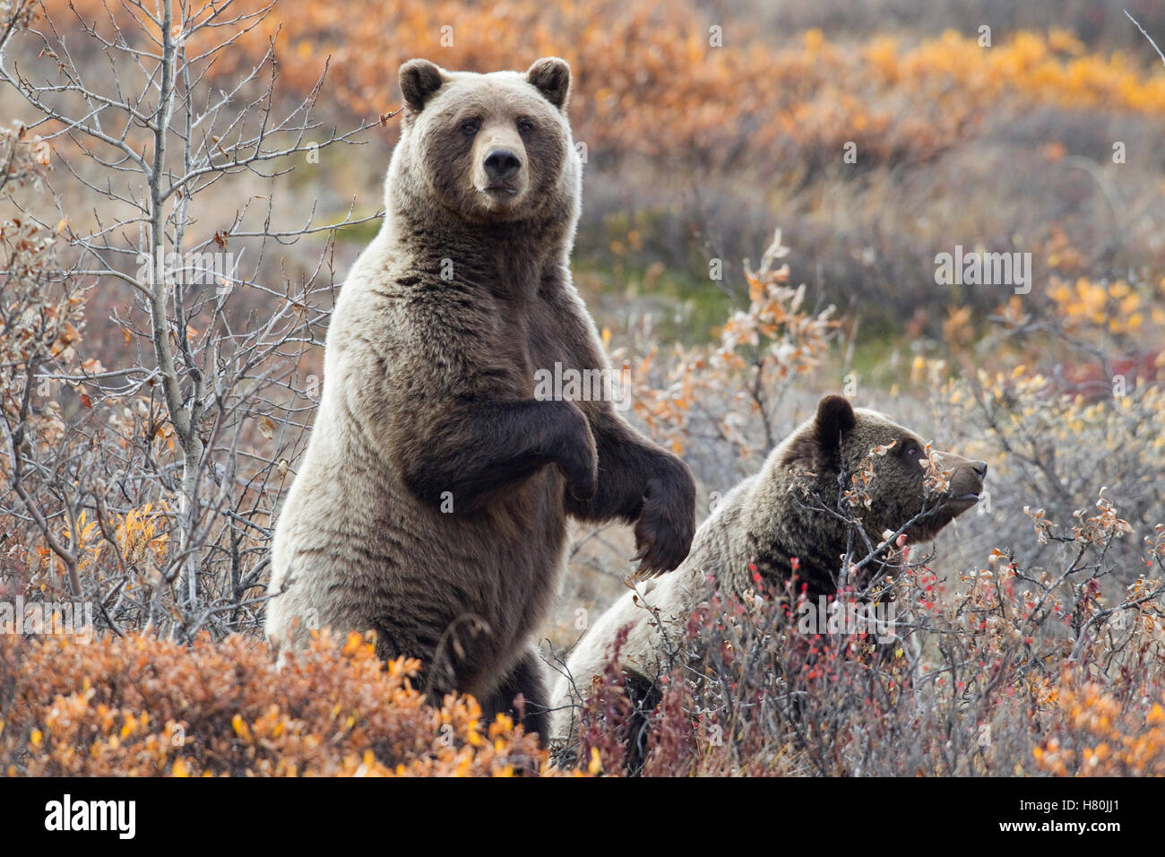 Grizzly Bear (Ursus arctos horribilis) mother with yearling, Denali ...