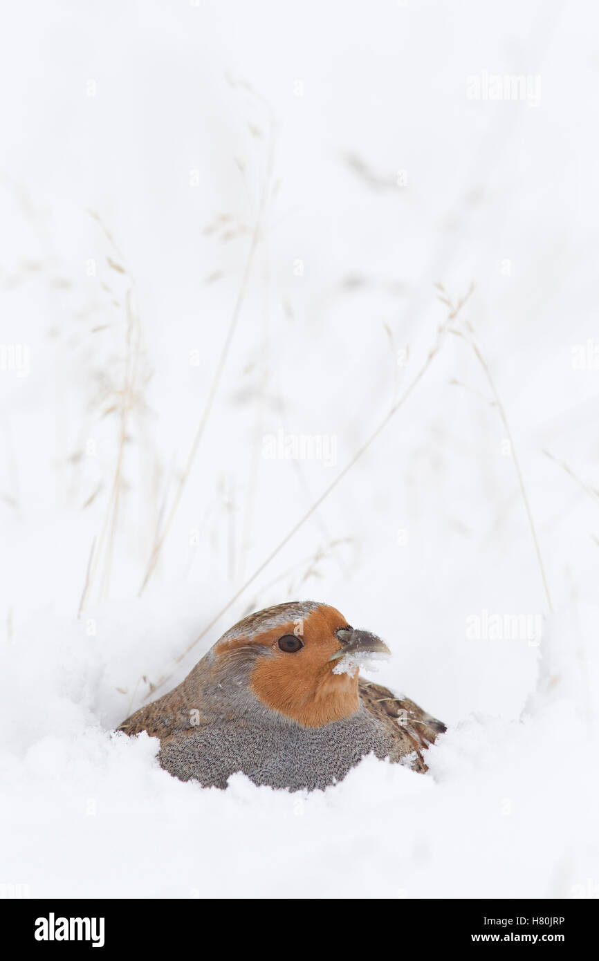 European Partridge (Perdix perdix) in snow, National Bison Range, Moise ...