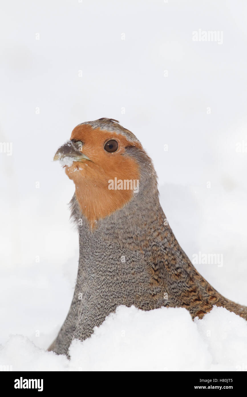 European Partridge (Perdix perdix) in snow, National Bison Range, Moise ...