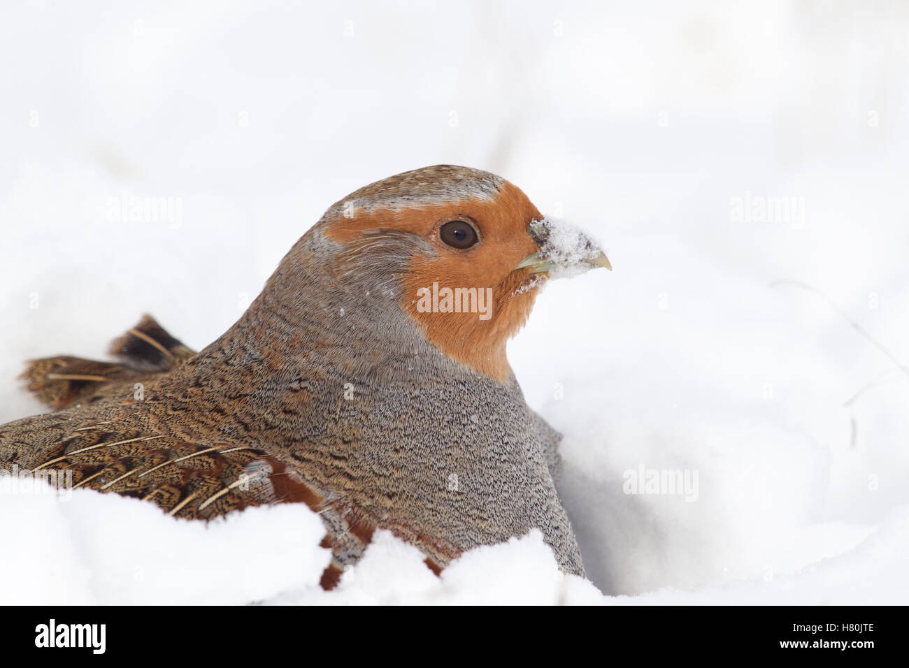 European Partridge (Perdix perdix) in snow, National Bison Range, Moise ...