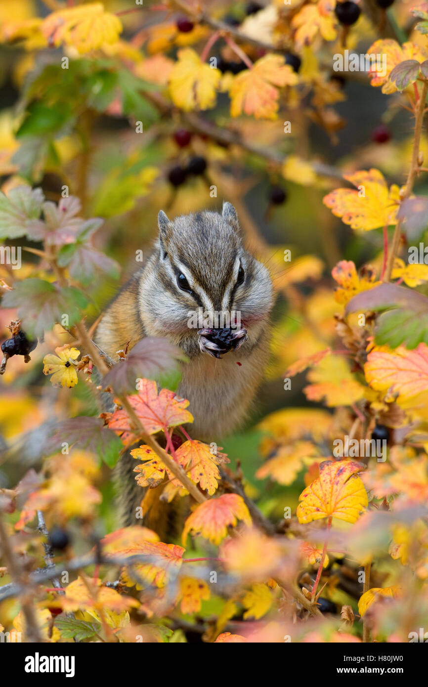 Least Chipmunk (Tamias minimus) feeding on berry, Kootenai National ...
