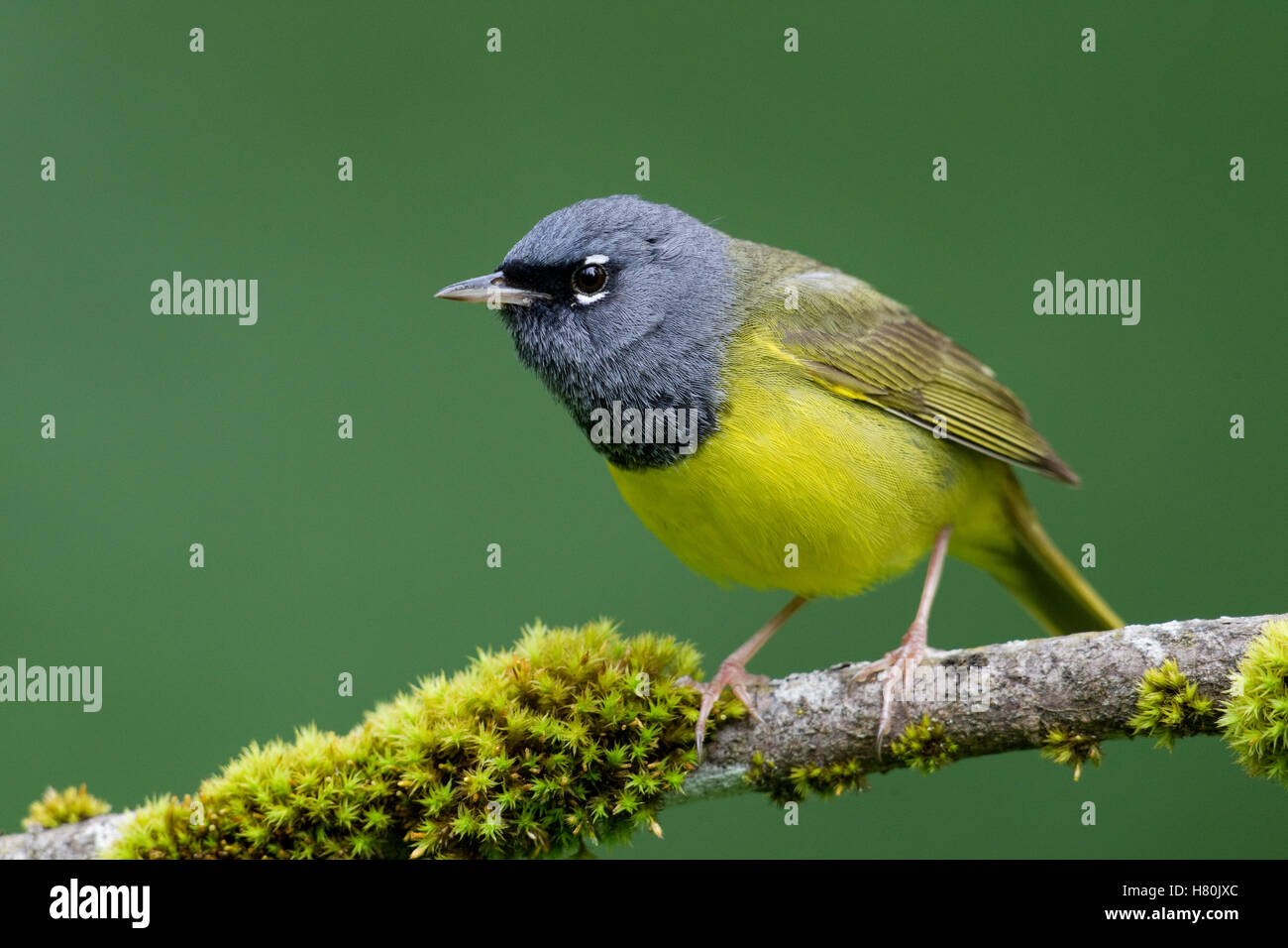 MacGillivray's Warbler (Geothlypis tolmiei) male, Troy, Montana Stock ...