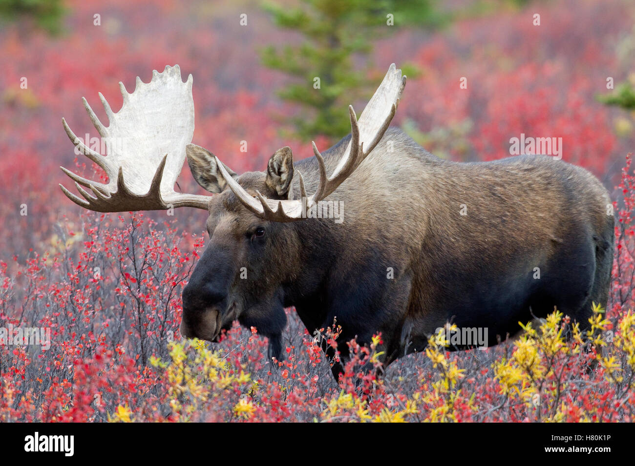 Alaska Moose (Alces alces gigas) bull in fall colored tundra, Denali ...