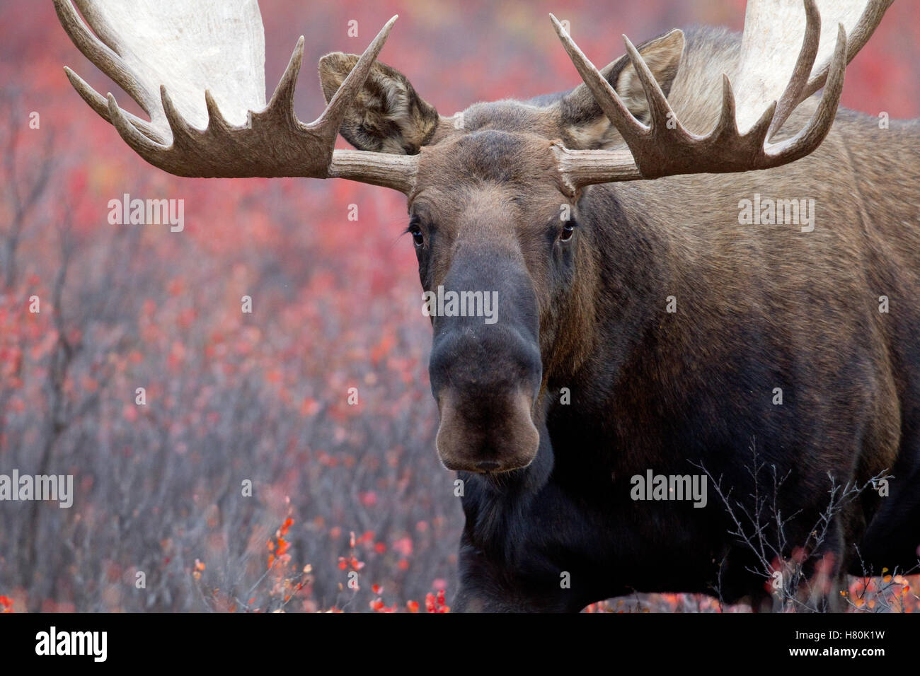 Alaska Moose (Alces alces gigas) bull in fall colored tundra, Denali ...