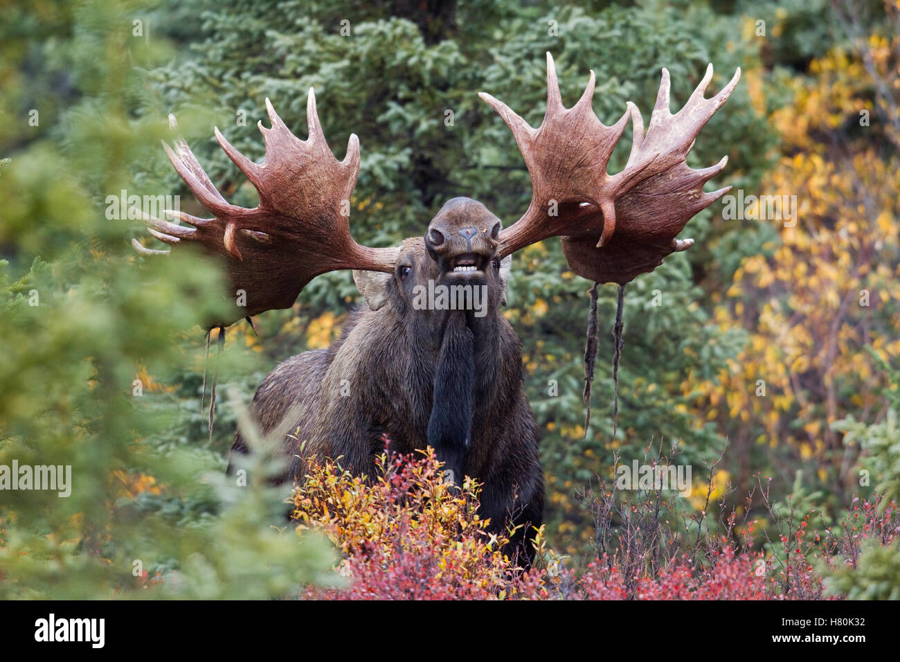 Alaska Moose (Alces alces gigas) bull displaying, Denali National Park ...
