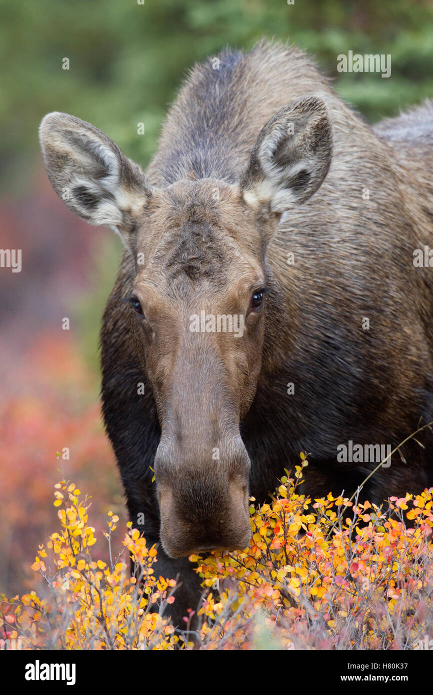 Alaska Moose (Alces alces gigas) cow, Denali National Park, Alaska ...
