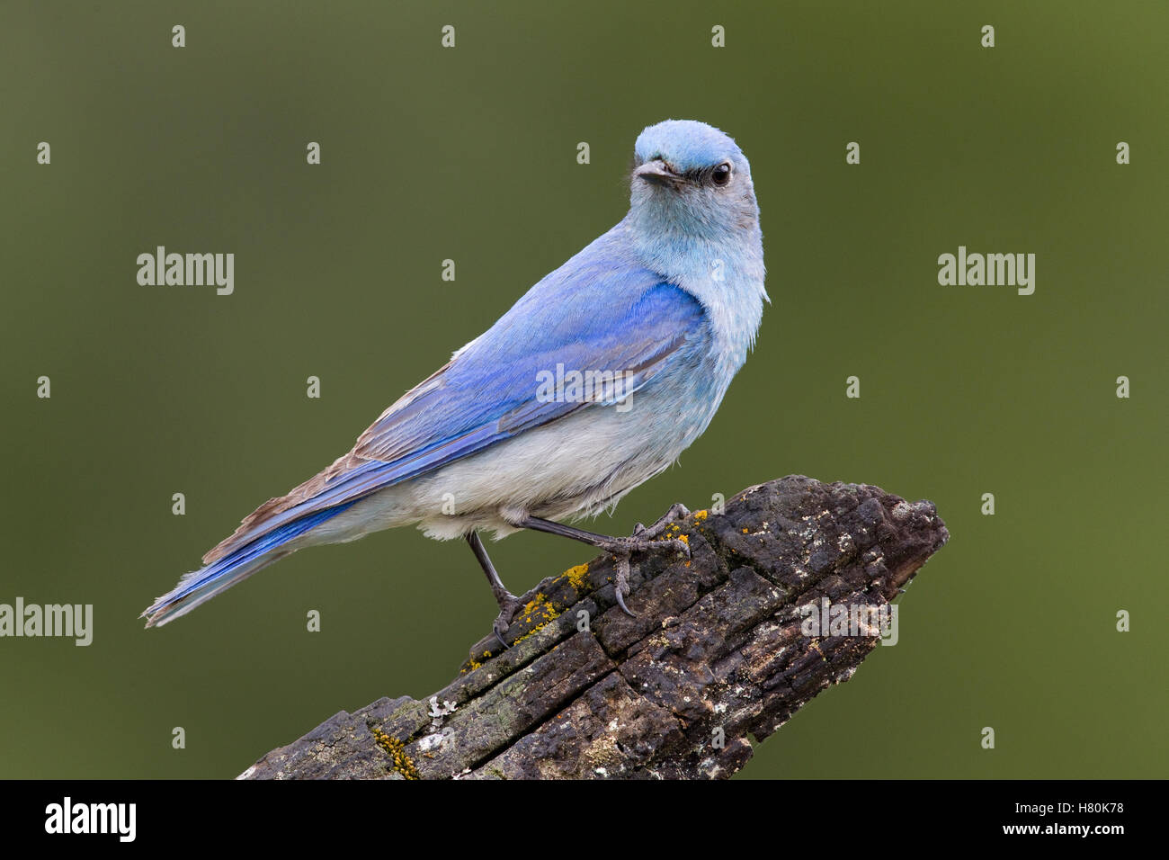 Mountain Bluebird (Sialia currucoides) male, Troy, Montana Stock Photo ...