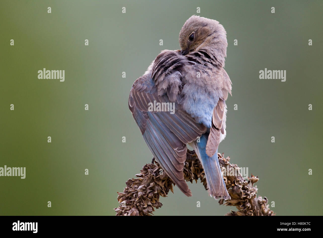 Mountain Bluebird (Sialia currucoides) female preening, Troy, Montana ...