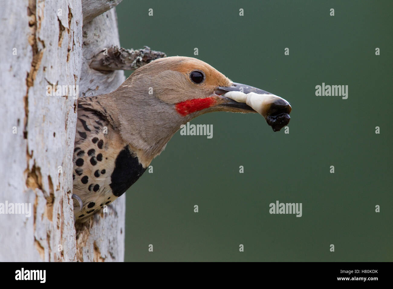 Red-shafted Flicker (Colaptes cafer) male cleaning fecal sac out of ...