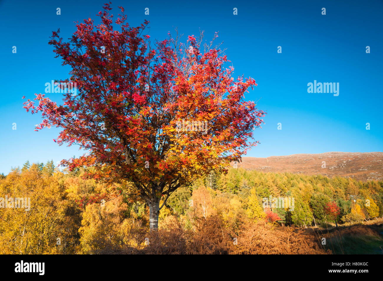 A colourful Mountain Ash Tree, Sorbus aucuparia, also known as the ...