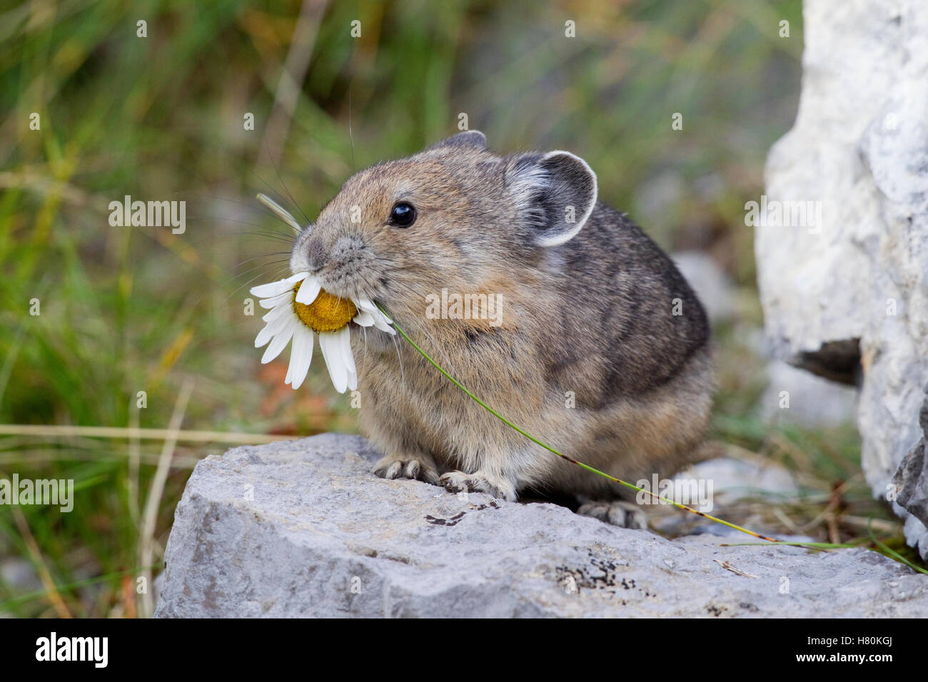 American Pika (Ochotona princeps) carrying daisy, Glacier National Park ...