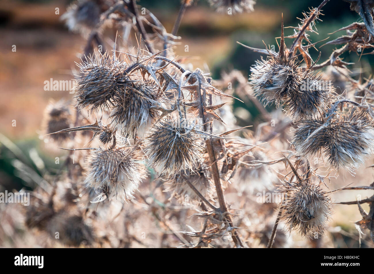 Thistle Seed Heads High Resolution Stock Photography and Images - Alamy