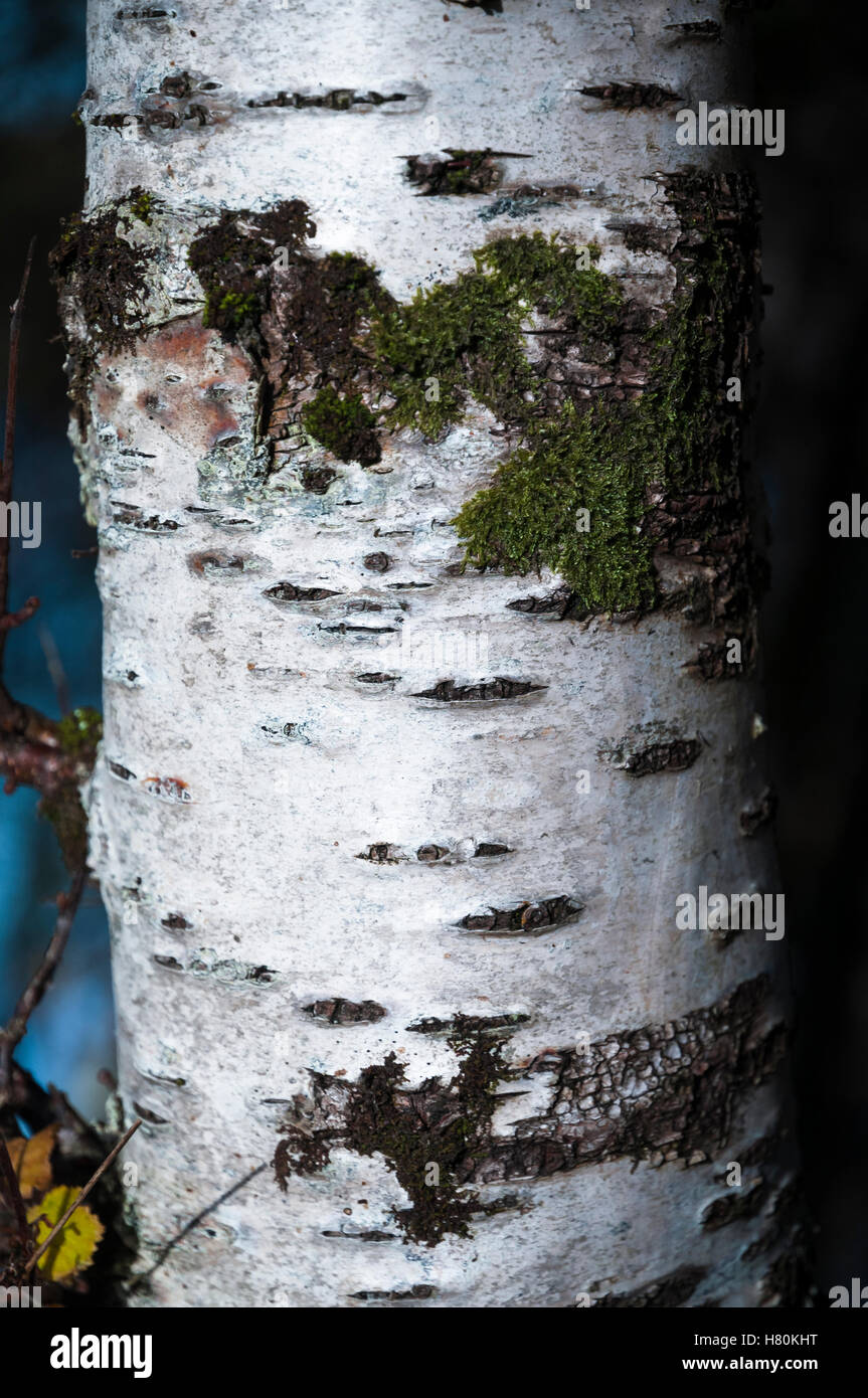 Betula pendula texture hi-res stock photography and images - Alamy