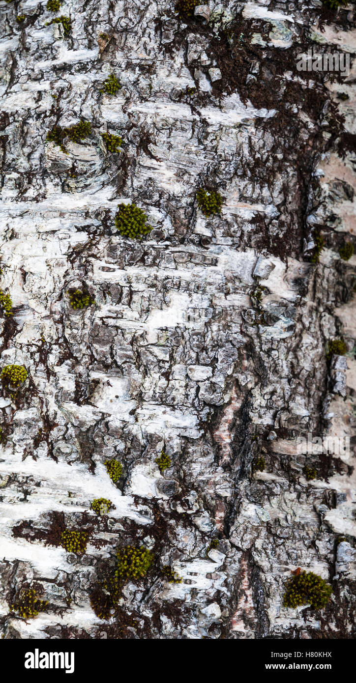 A close up image of autumnal Silver Birch Bark, Betula pendula Stock ...