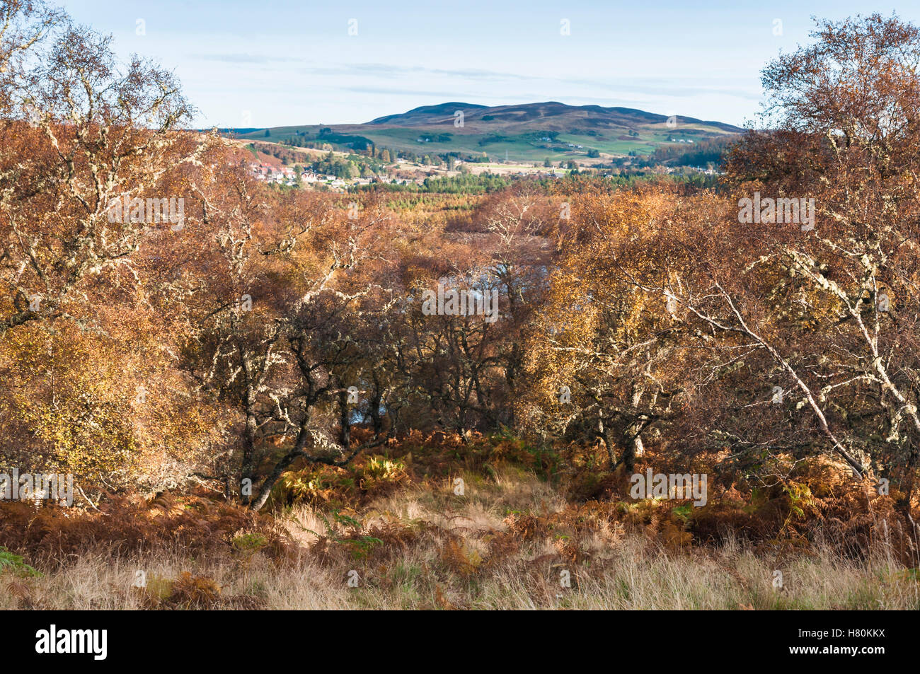 Silver Birch Trees, Betula pendula, covered with Lichen at the end of ...