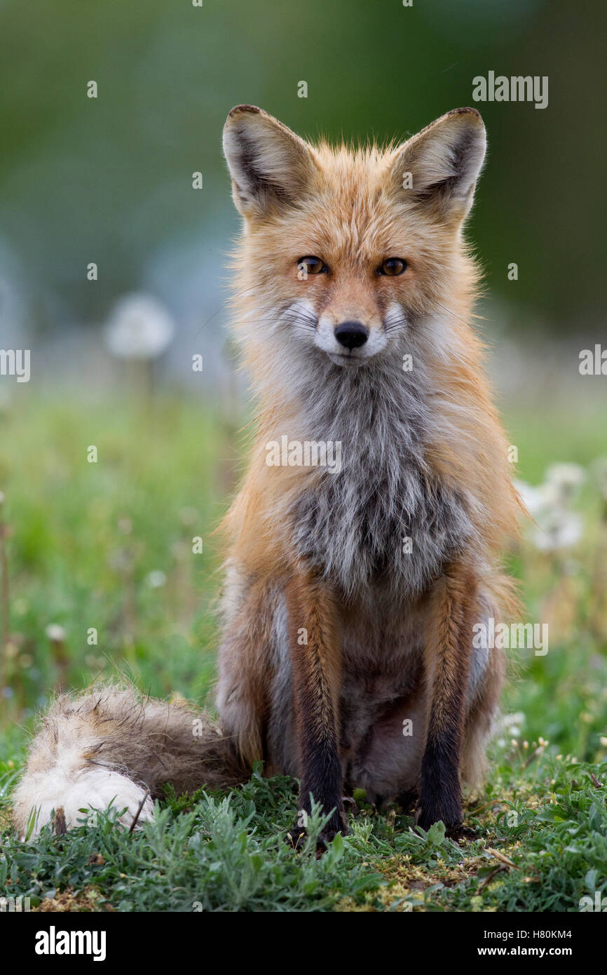 Red Fox (Vulpes vulpes), Mission Valley, western Montana Stock Photo ...