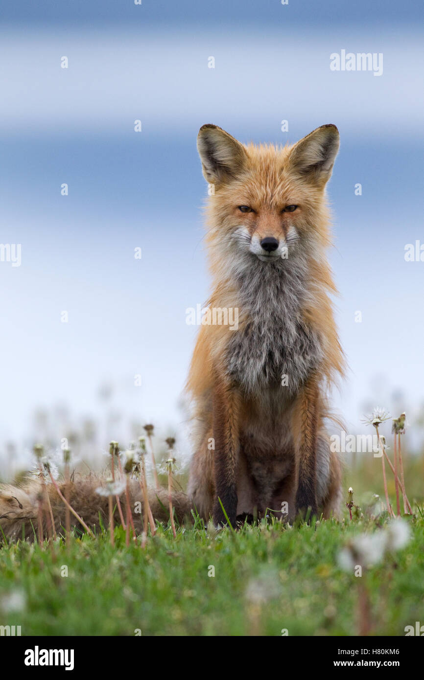 Red Fox (Vulpes vulpes), Mission Valley, western Montana Stock Photo ...