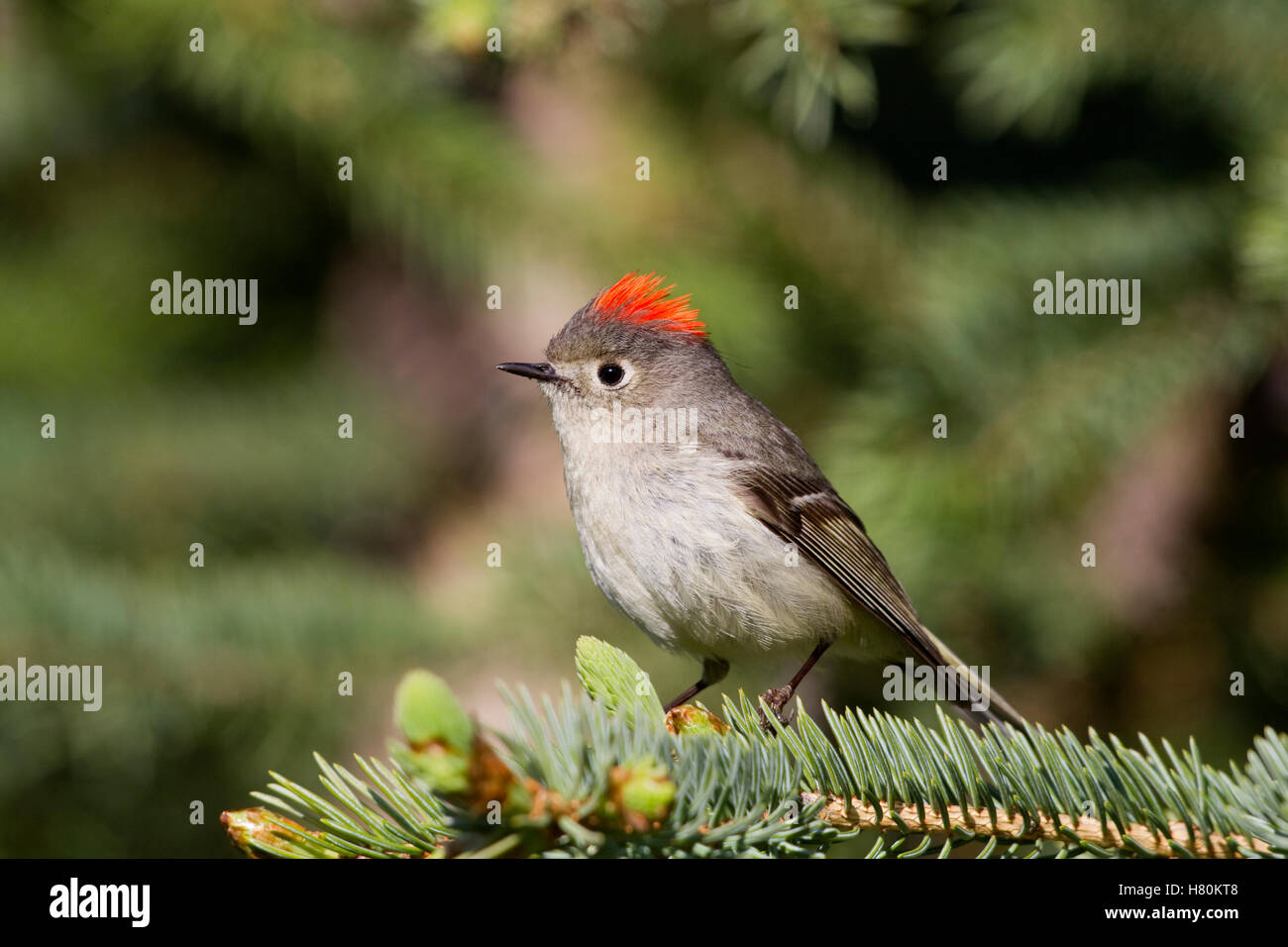 Ruby-crowned Kinglet (Regulus calendula) male, Kalispell, Montana Stock Photo - Alamy