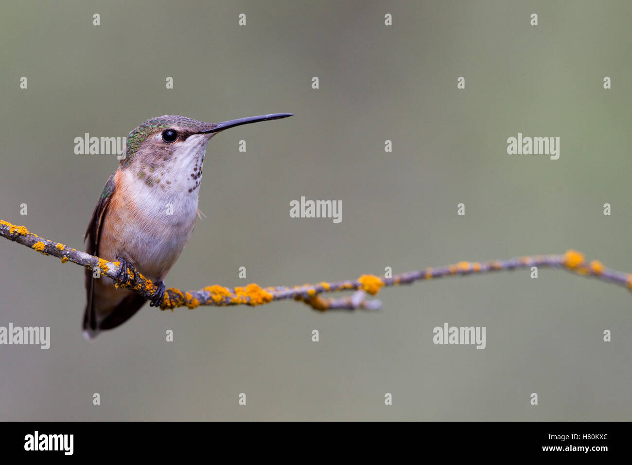 Rufous Hummingbird (Selasphorus rufus) female, Troy, Montana Stock ...