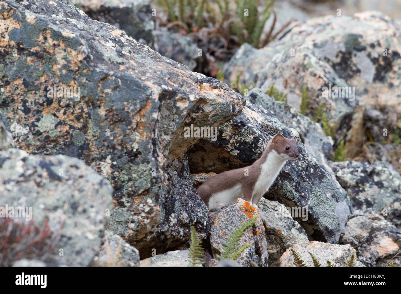 Short-tailed Weasel (Mustela erminea) camouflaged in scree, Denali ...