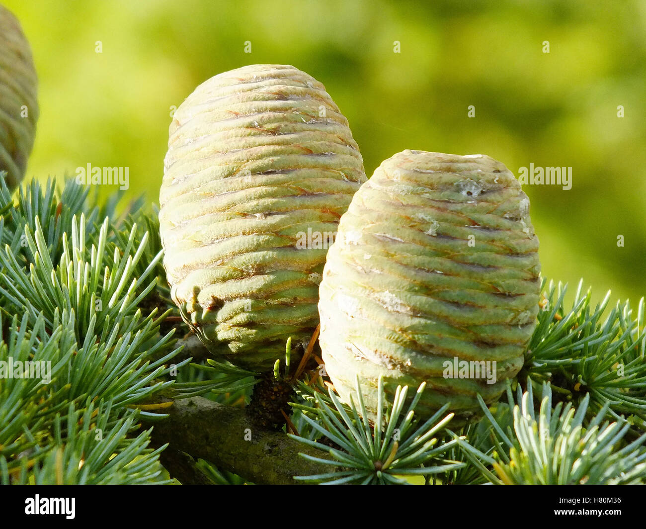 Oval cones hi-res stock photography and images - Alamy