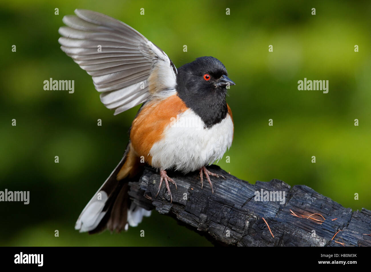 Spotted Towhee (Pipilo maculatus) male stretching wing, Troy, Montana Stock Photo - Alamy