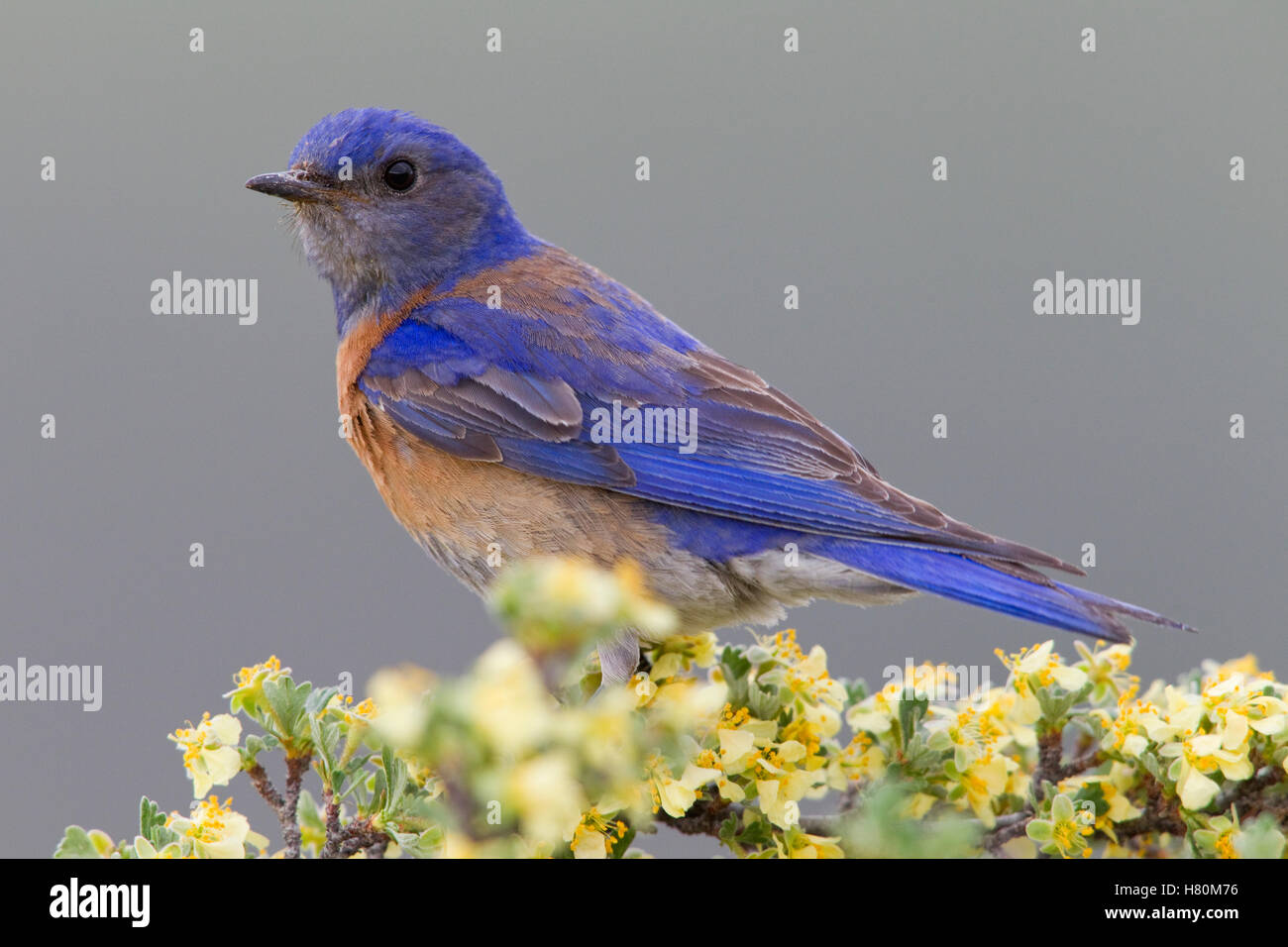 Bluebird female side view hi-res stock photography and images - Alamy