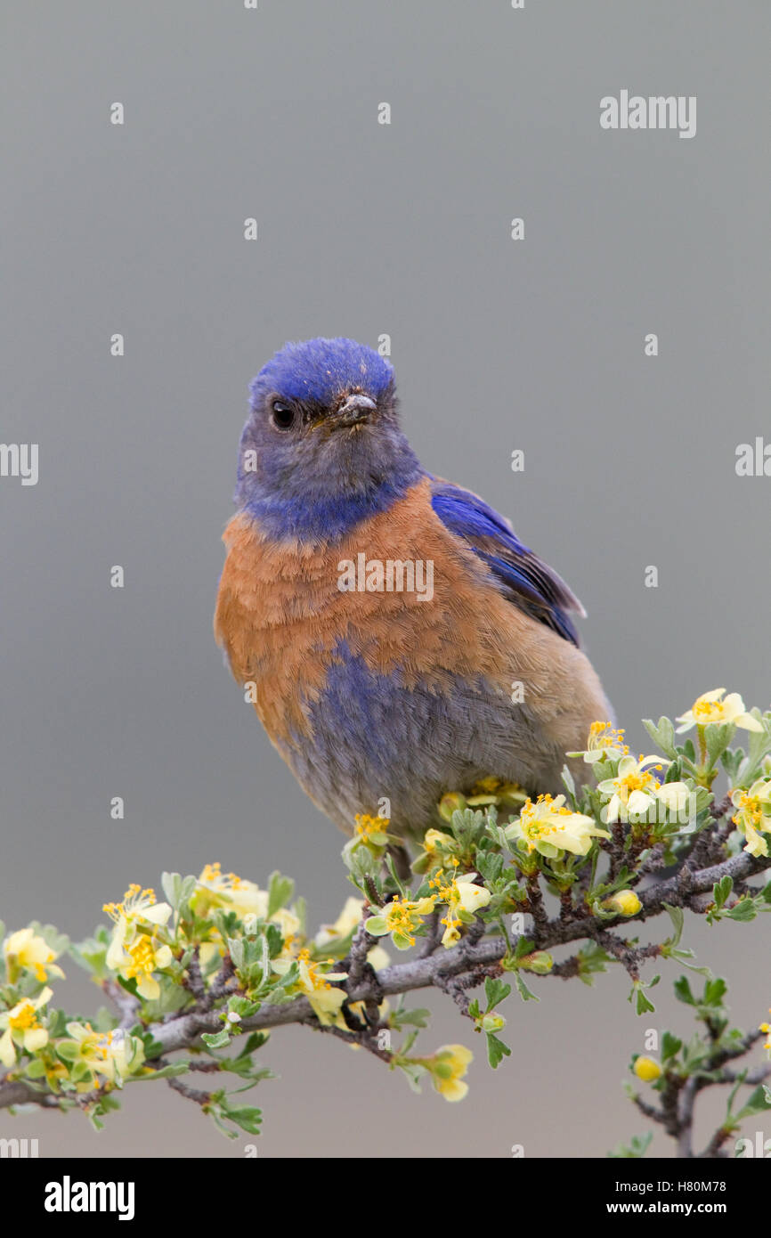 Western Bluebird (Sialia mexicana) male, Mission Valley, western ...