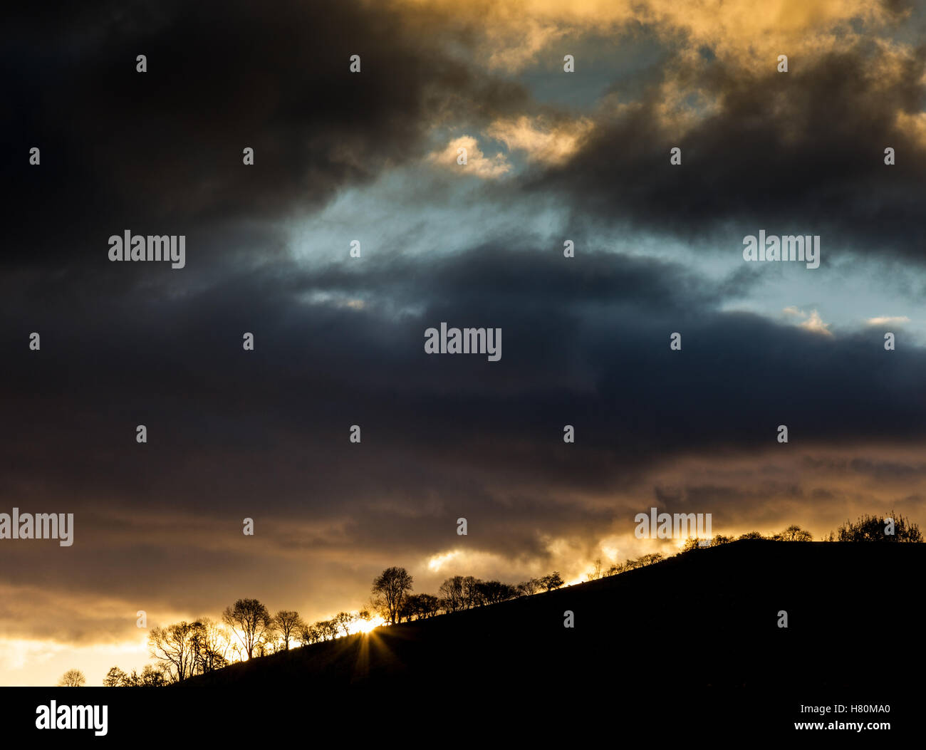 Dark treeline hi-res stock photography and images - Alamy