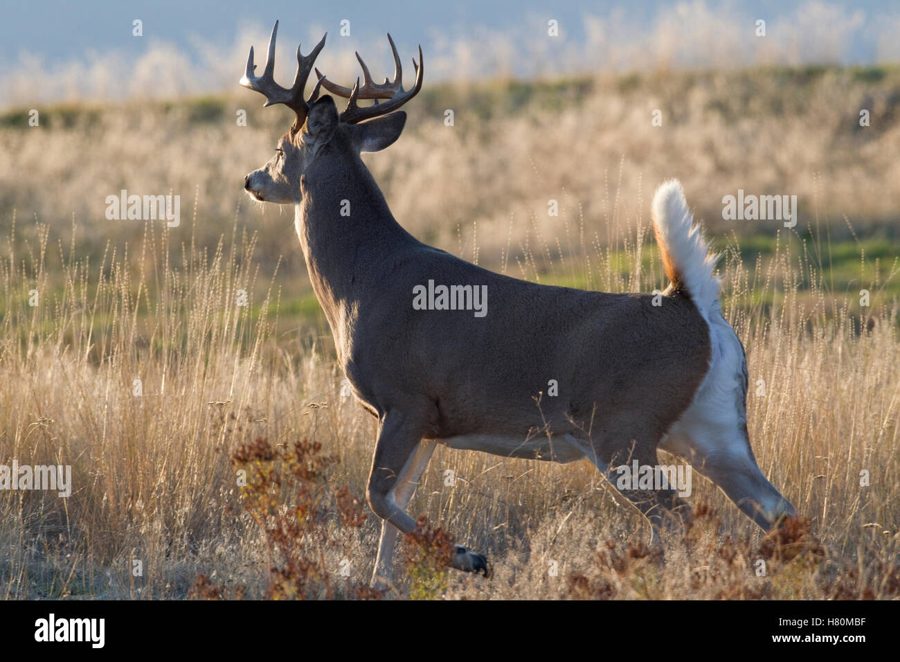 White-tailed Deer (Odocoileus virginianus) buck in alert posture with ...