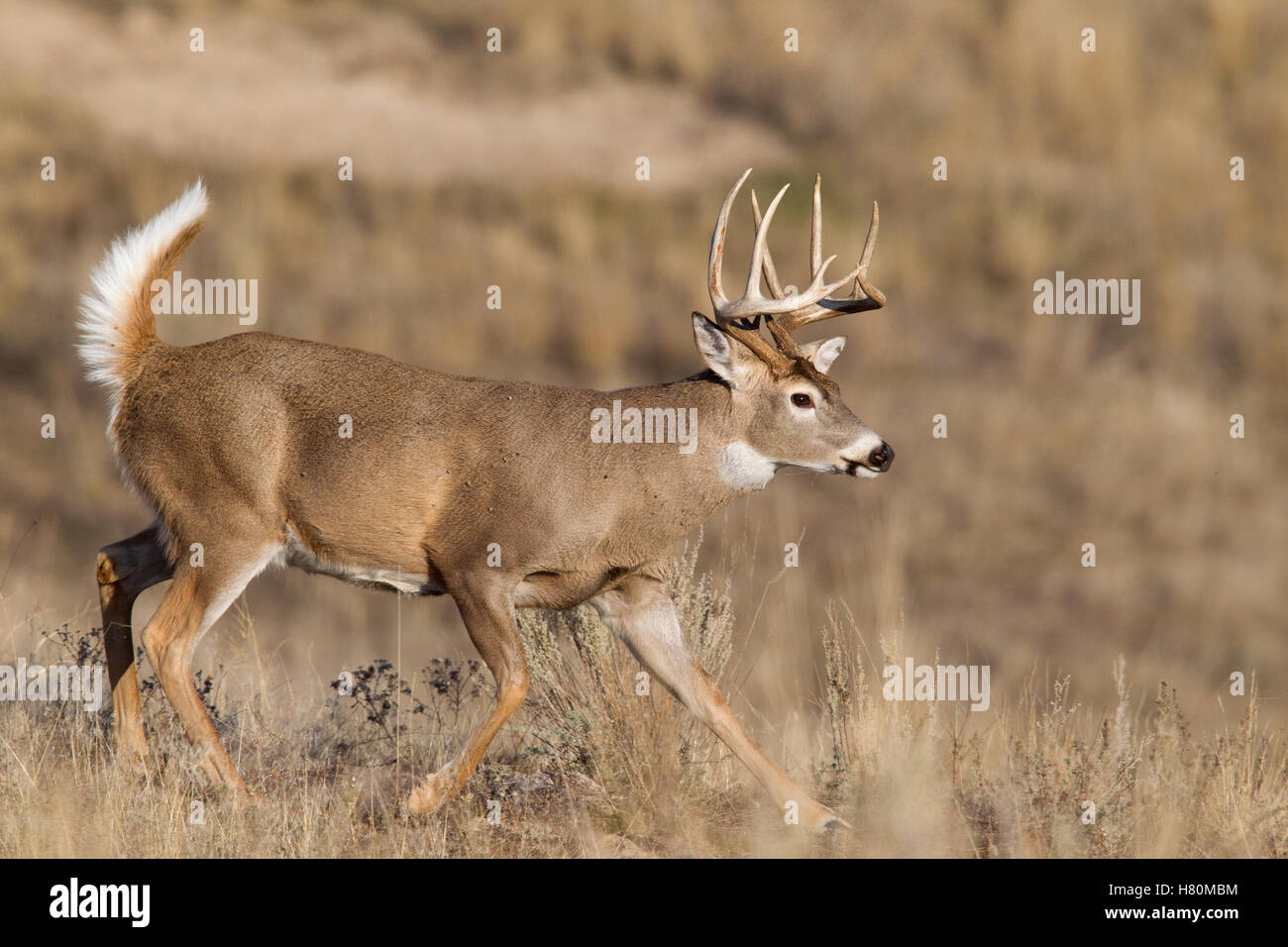 White-tailed Deer (Odocoileus virginianus) buck in alert posture with ...