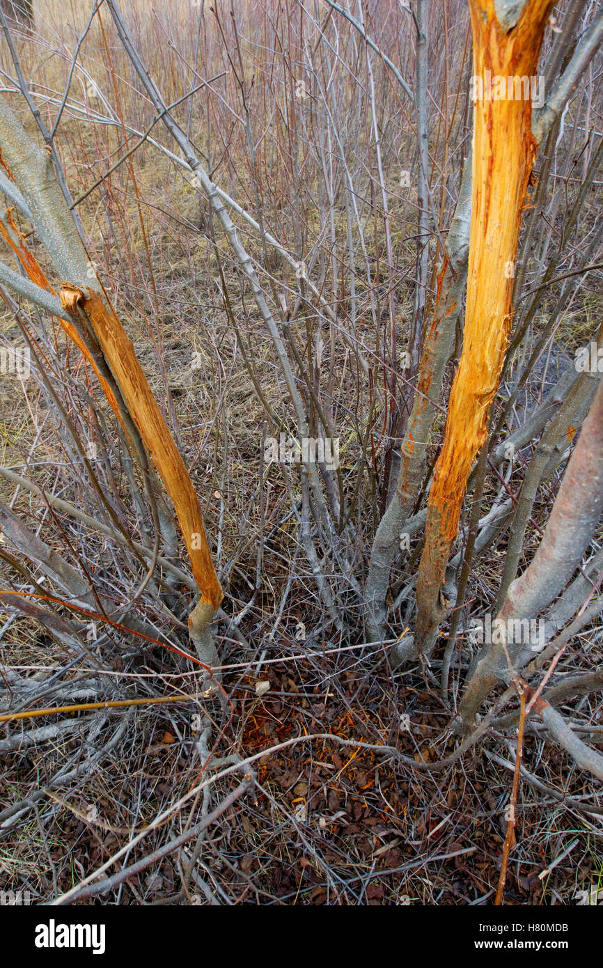 White-tailed Deer (Odocoileus virginianus) rubs made by buck during rut ...