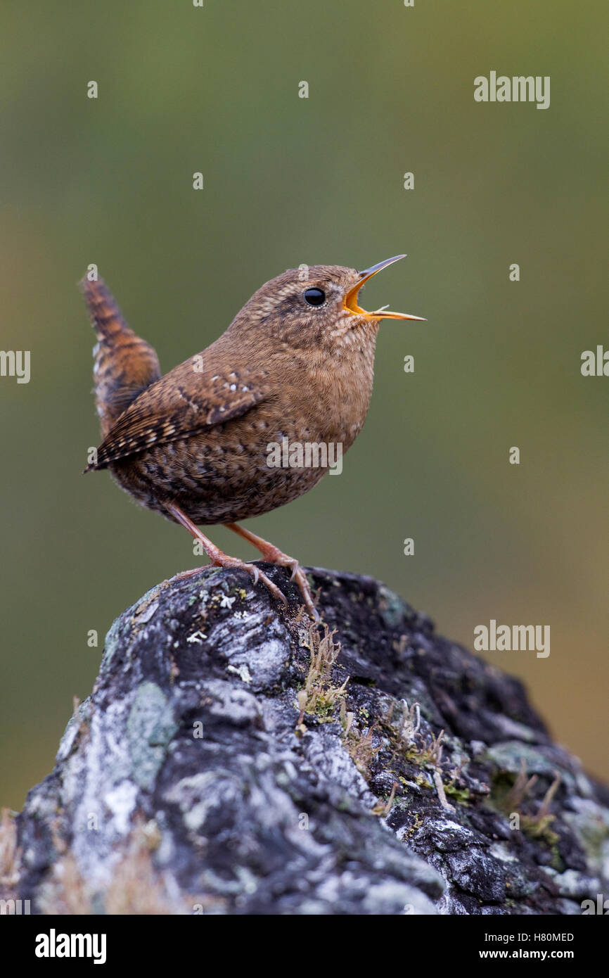Pacific Wren (Troglodytes pacificus) calling, Troy, Montana Stock Photo ...