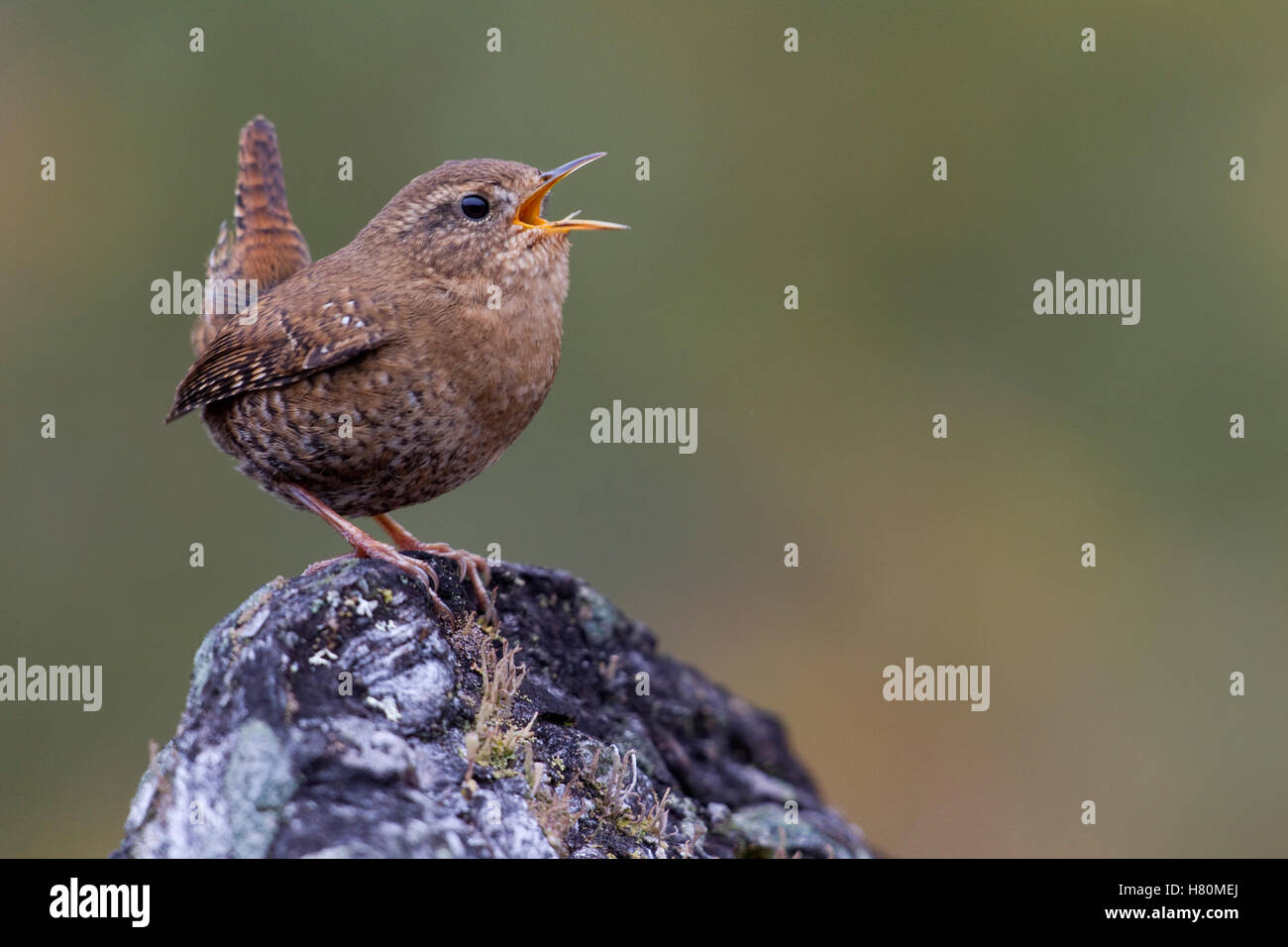 Pacific Wren (Troglodytes pacificus) calling, Troy, Montana Stock Photo ...