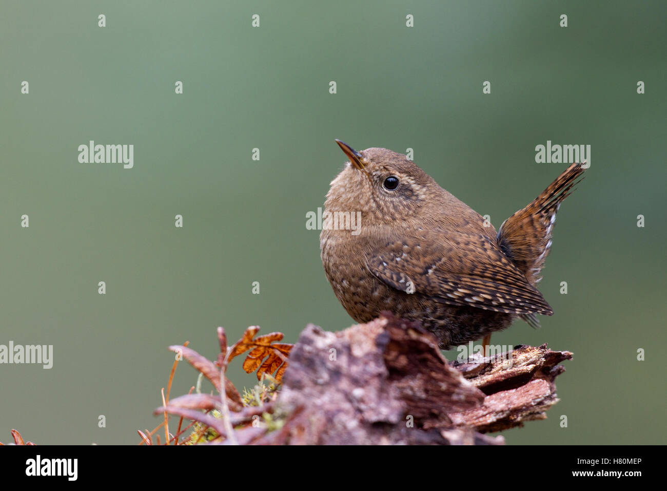 Pacific Wren (Troglodytes pacificus), Troy, Montana Stock Photo - Alamy