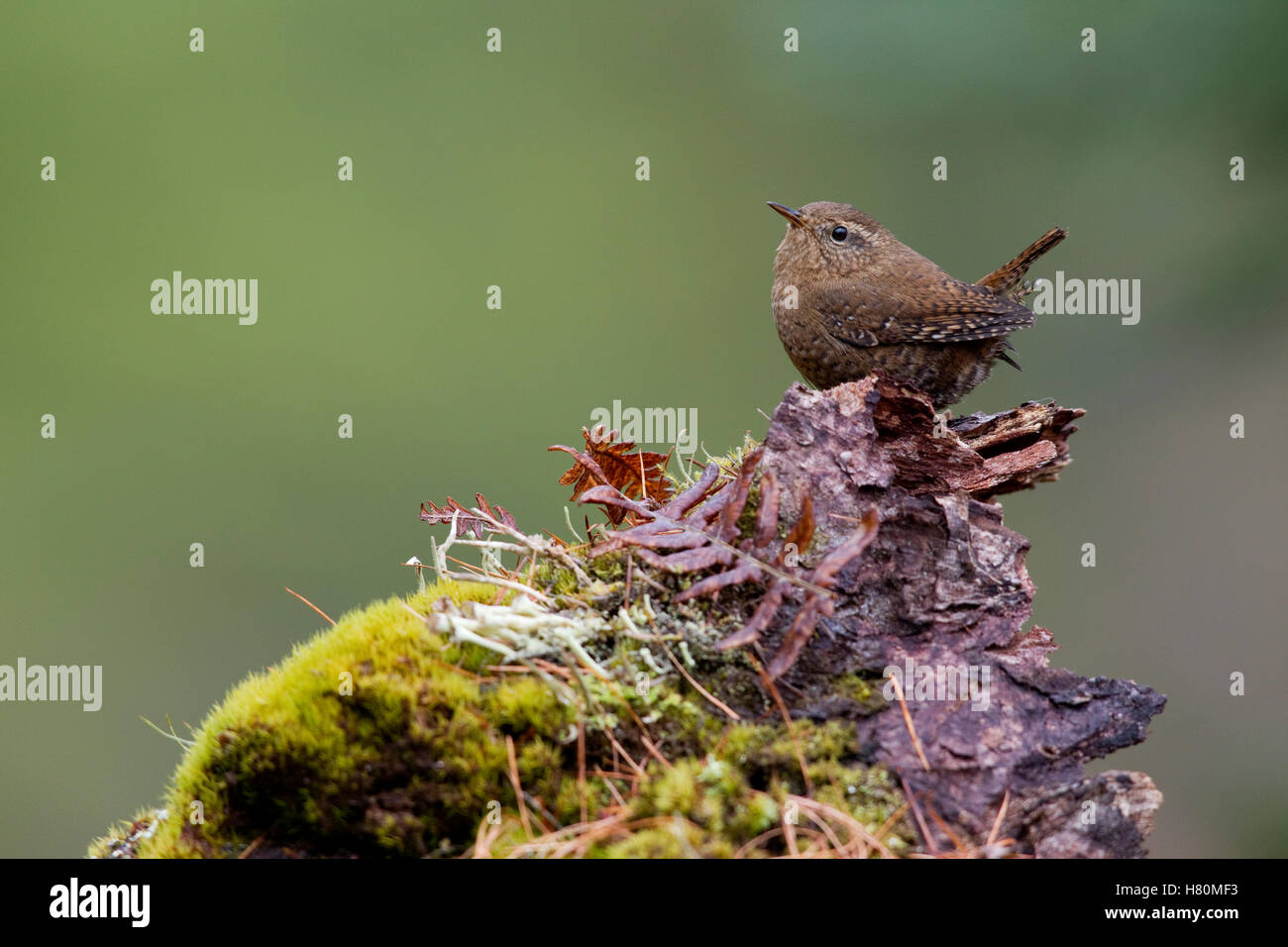 Pacific Wren (Troglodytes pacificus), Troy, Montana Stock Photo - Alamy